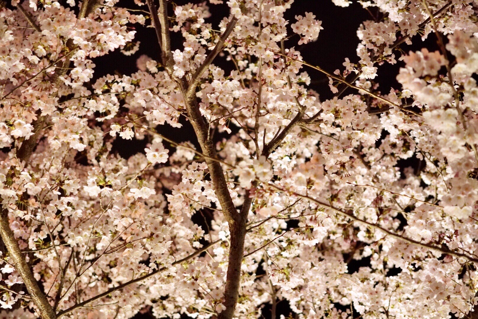 レンズを購入したので、早速撮影してみまし... / ma-sa-kiさんのモーメント | YAMAP / ヤマップ