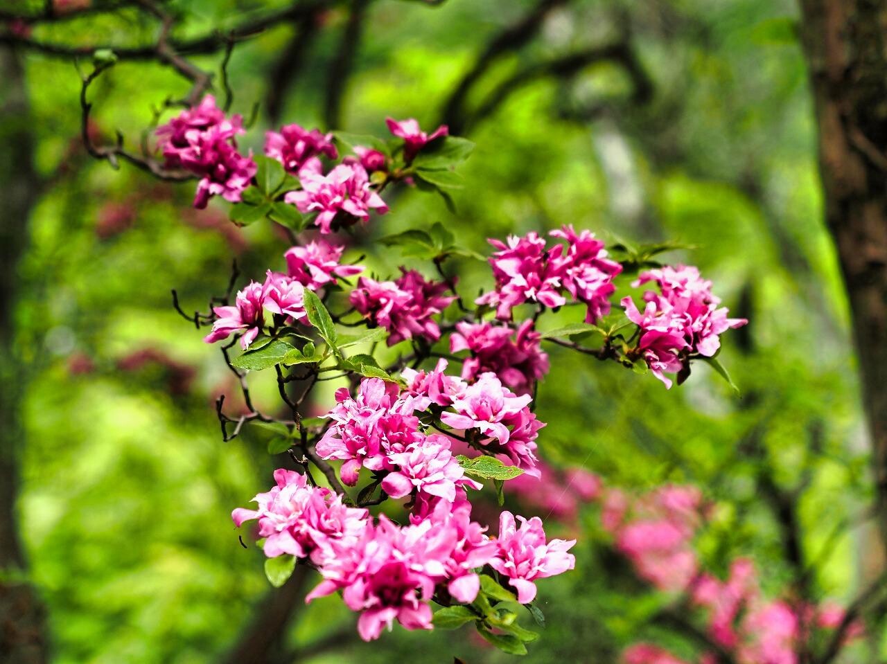 大幡山八重咲ヤマツツジ・・2022.5.... / sin358さんのモーメント | YAMAP / ヤマップ