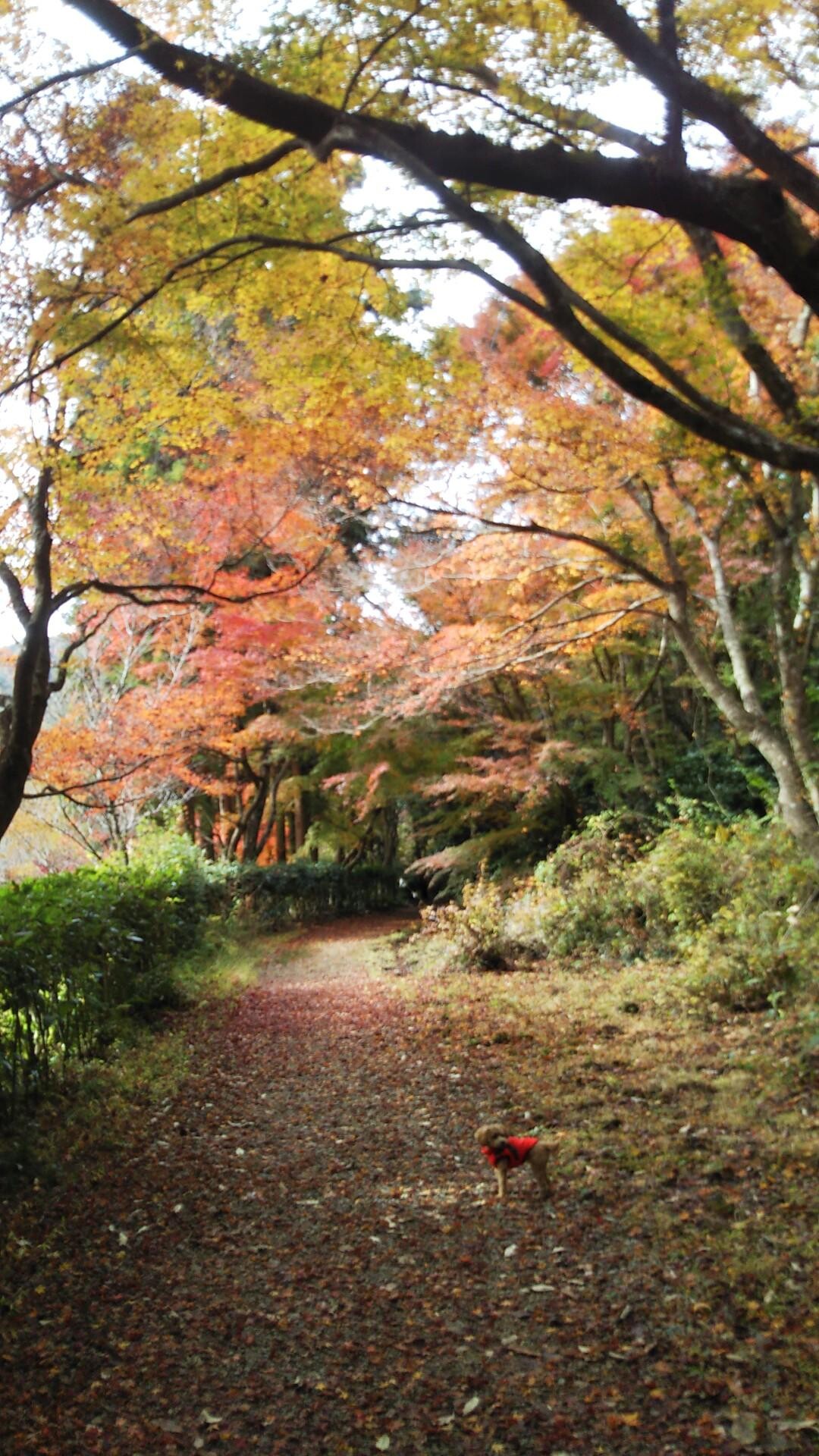 城山・明王山・金比羅山・迫間山・勝山 / daigo777さんの各務原アルプス（関南アルプス）・八木三山の活動データ | YAMAP / ヤマップ