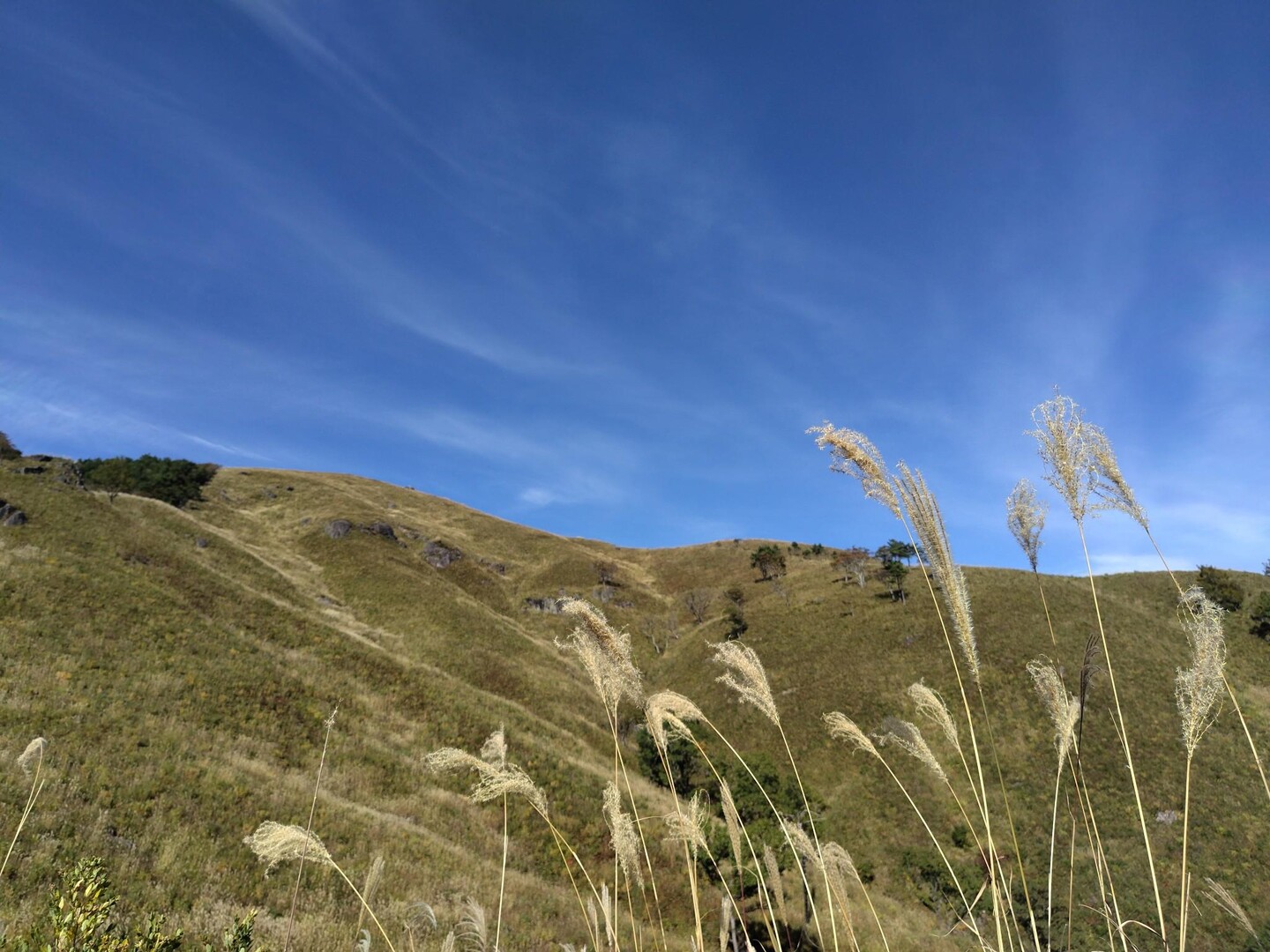 秋の深入山🌾 / Xiaozhenさんの深入山の活動データ | YAMAP / ヤマップ