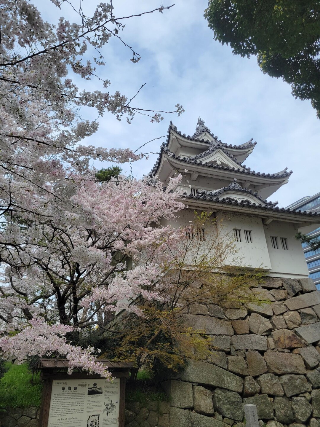昼休みに花見をしてきました。運動不足解消... / まるpapaさんのモーメント | YAMAP / ヤマップ