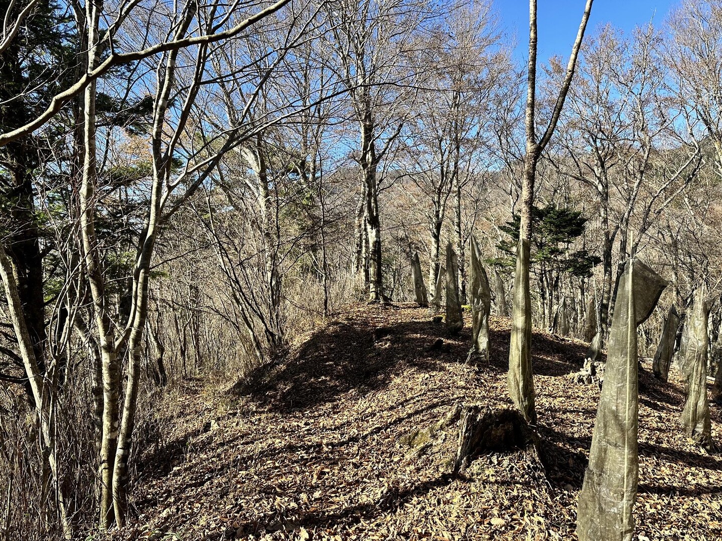 keijuさんの投稿したフィールドメモ | YAMAP / ヤマップ