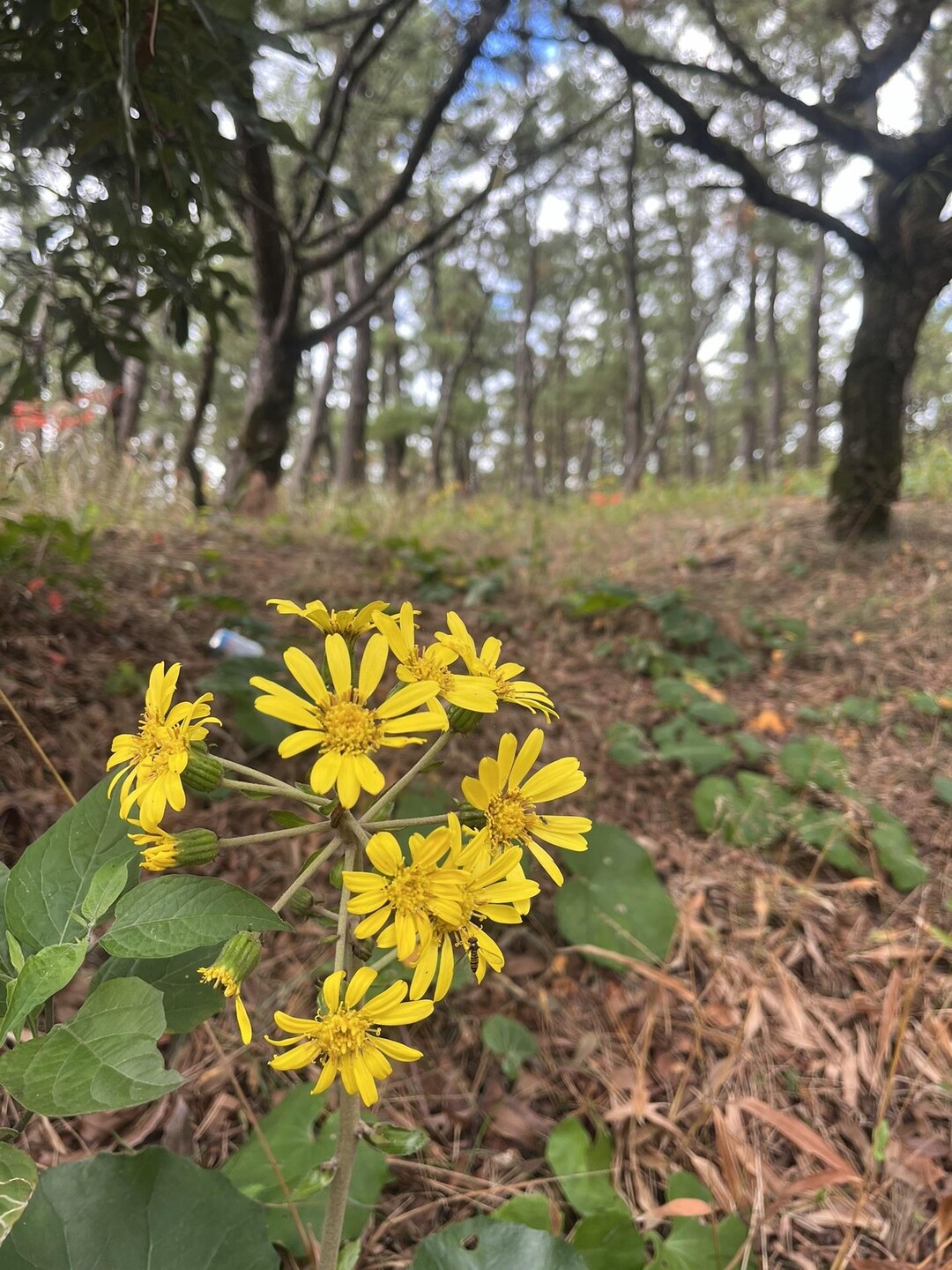 ランニング-2023-12-16 / MADさんのランニングの活動データ | YAMAP / ヤマップ