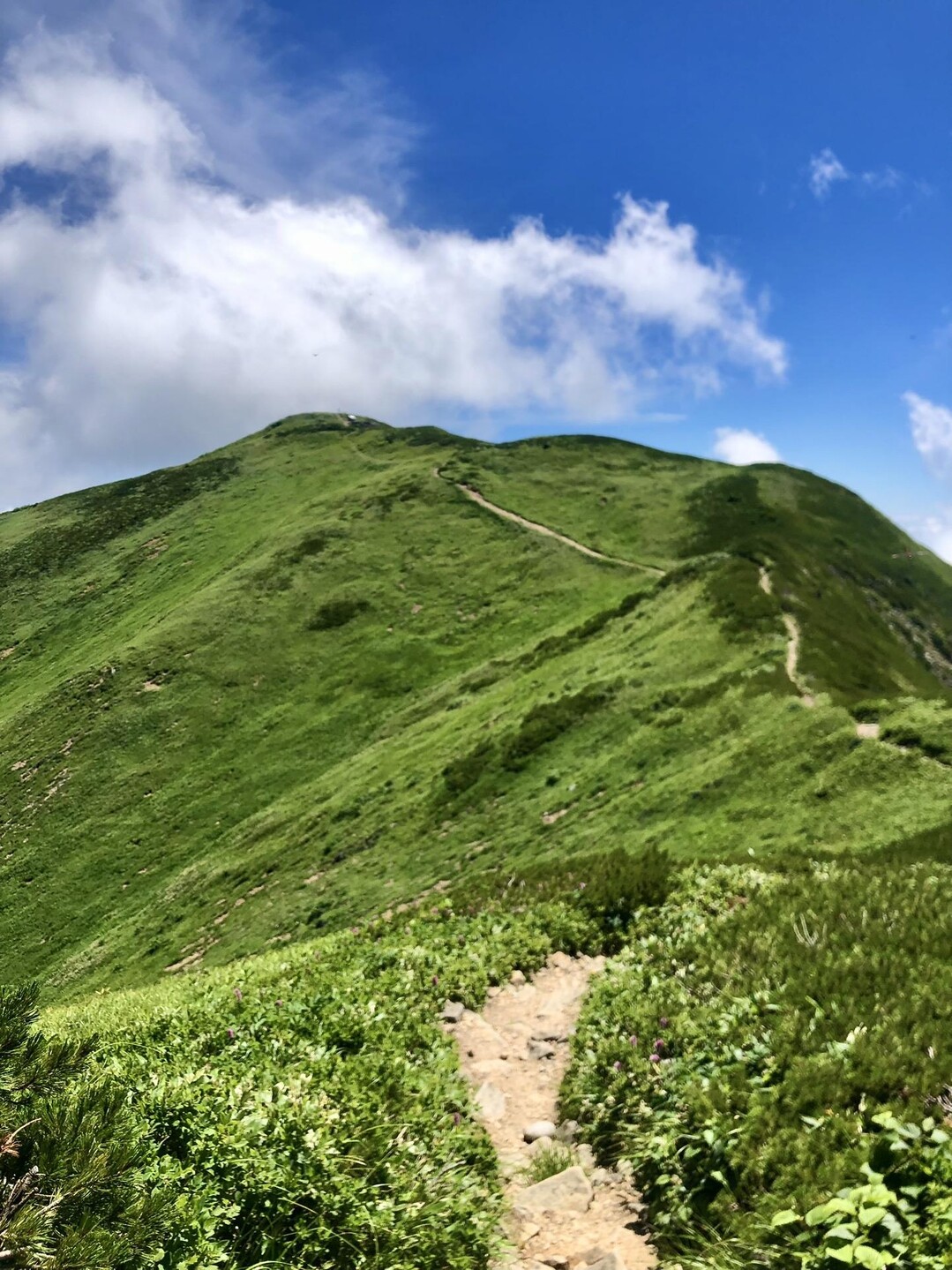 🏃‍♂️💨天空への稜線走りたくて来たけれど撃沈😭大倉山・油坂ノ頭・御舎利山・別山、暑すぎバテました。😇 / tataさんの白山・別山・銚子ヶ峰の活動データ | YAMAP / ヤマップ