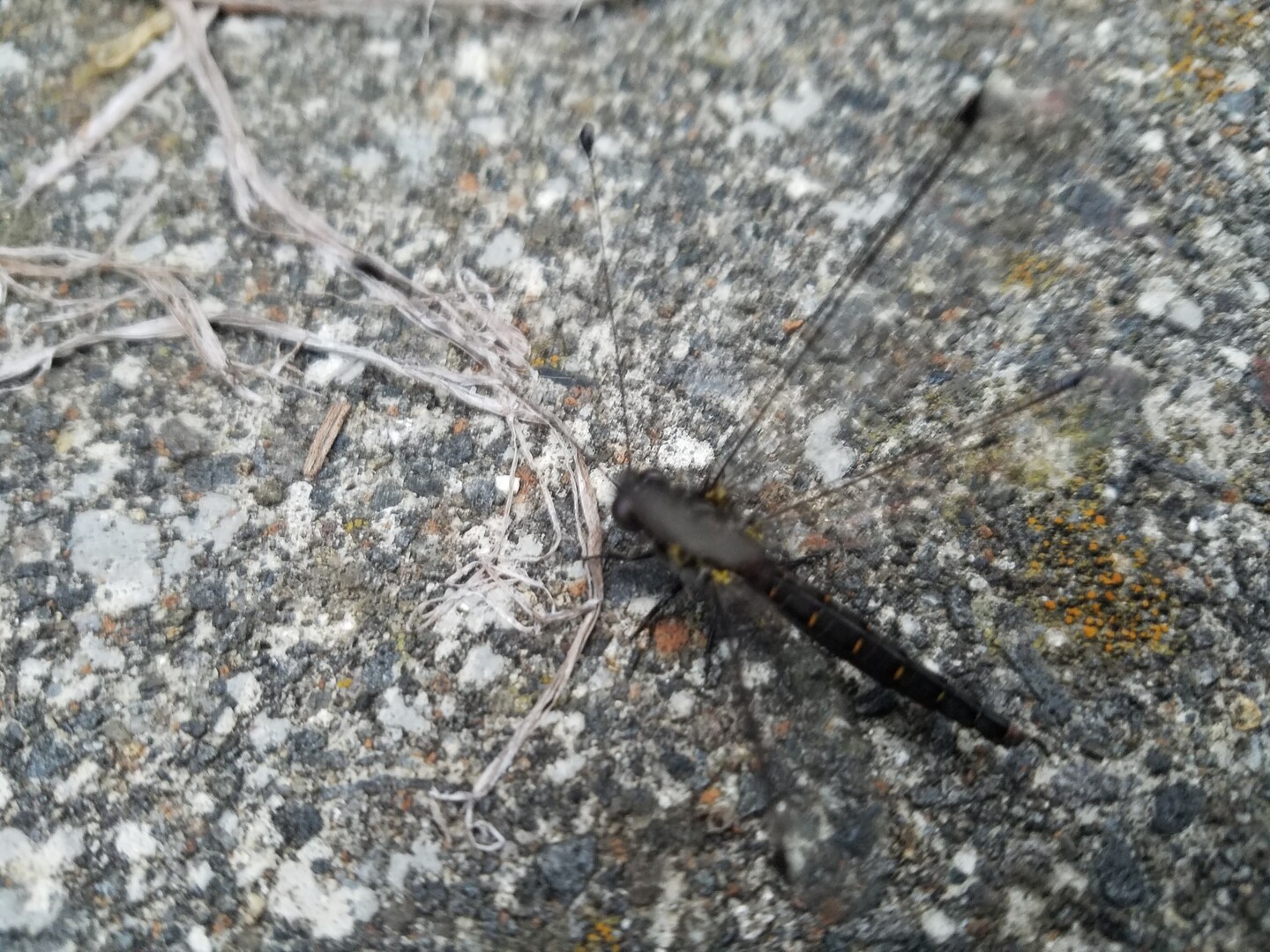 つのとんぼ / hi-m007さんのモーメント | YAMAP / ヤマップ