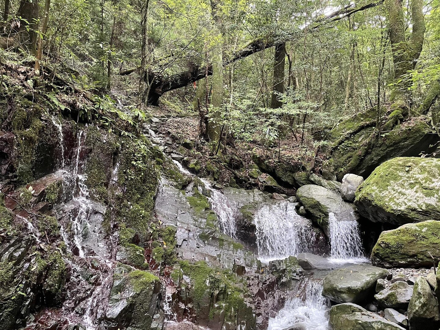 八方ヶ岳 / kinjunさんの八方ヶ岳の活動データ | YAMAP / ヤマップ