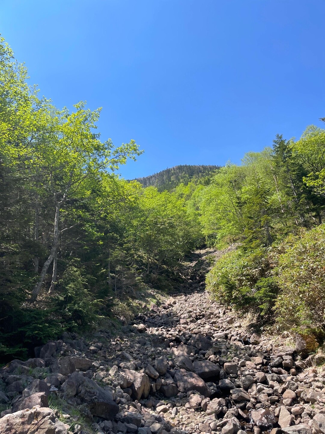 錫ヶ岳⛰️直登最短ルートいかせていただきました / ぴろ🐇さんの日光白根山・五色山・錫ヶ岳の活動データ | YAMAP / ヤマップ
