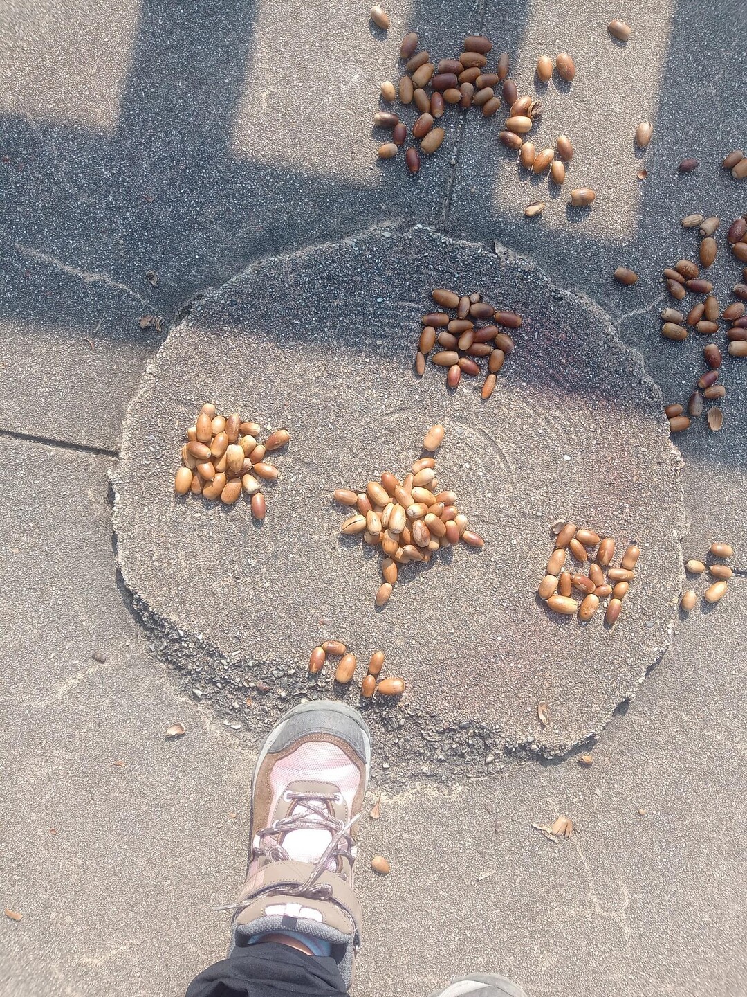 ドングリ降る西高森山 / Knさんの春日井三山・弥勒山・大谷山・道樹山の活動データ | YAMAP / ヤマップ