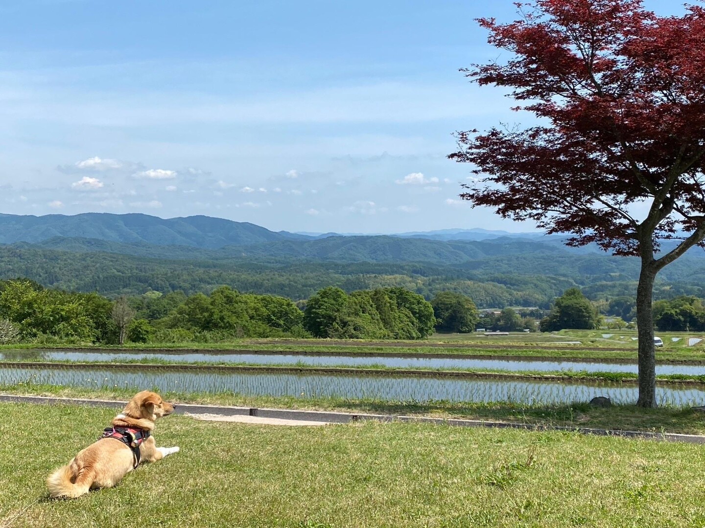 那岐山 / MAMIさんの那岐山・滝山・広戸仙の活動データ | YAMAP / ヤマップ