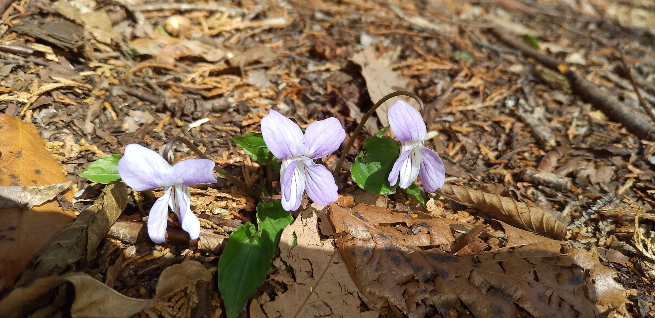 猪ノ鼻山・大久保山・478m圏峰 / きょんさんの高尾山・陣馬山・景信山の活動データ | YAMAP / ヤマップ