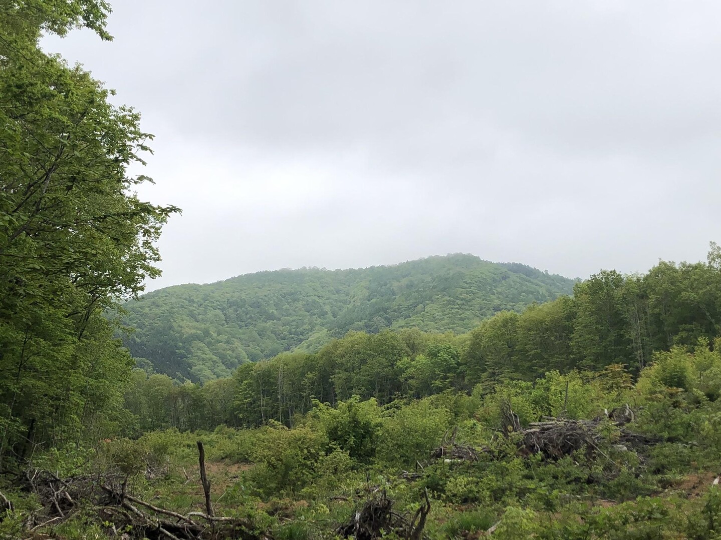 久しぶりの1000m越え 蛤山 / dragon_zさんの蛤山の活動データ | YAMAP / ヤマップ