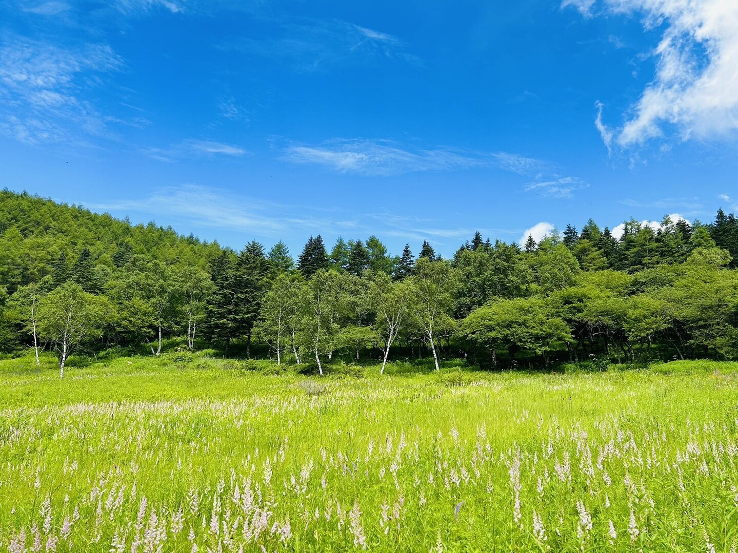 色鮮やかな入笠山 / mieeさんの入笠山の活動データ | YAMAP / ヤマップ
