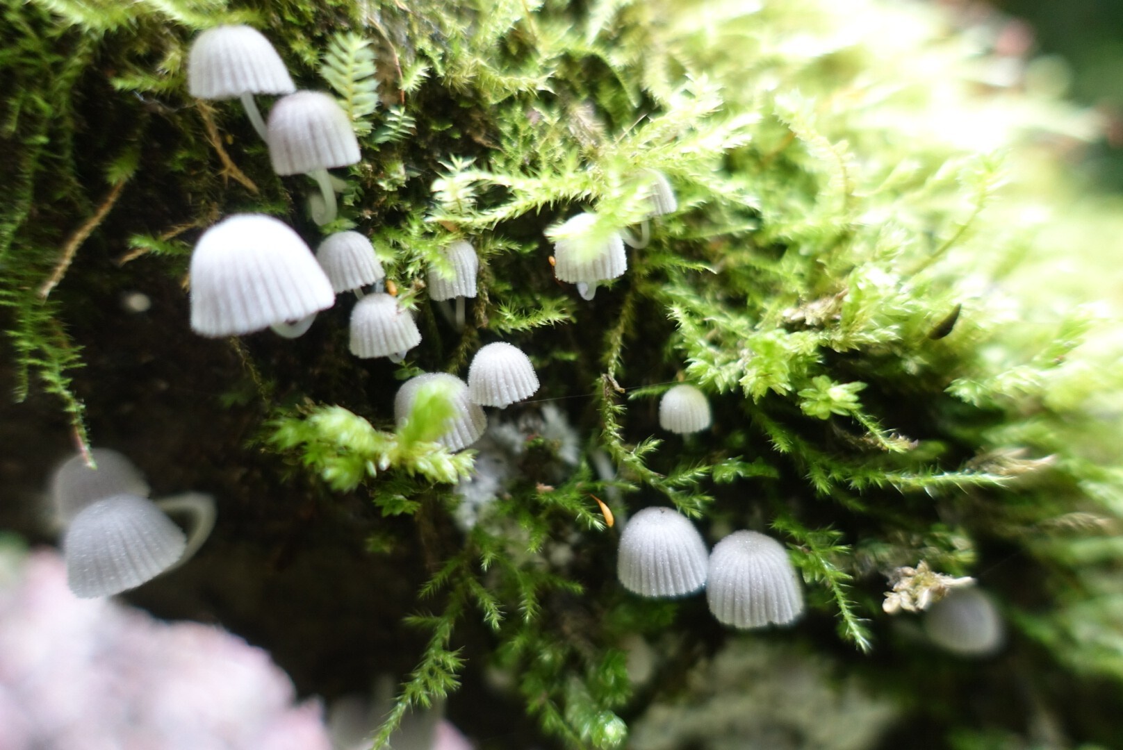 迷ったときは高尾山 / zuccoさんの高尾山・陣馬山・景信山の活動データ | YAMAP / ヤマップ