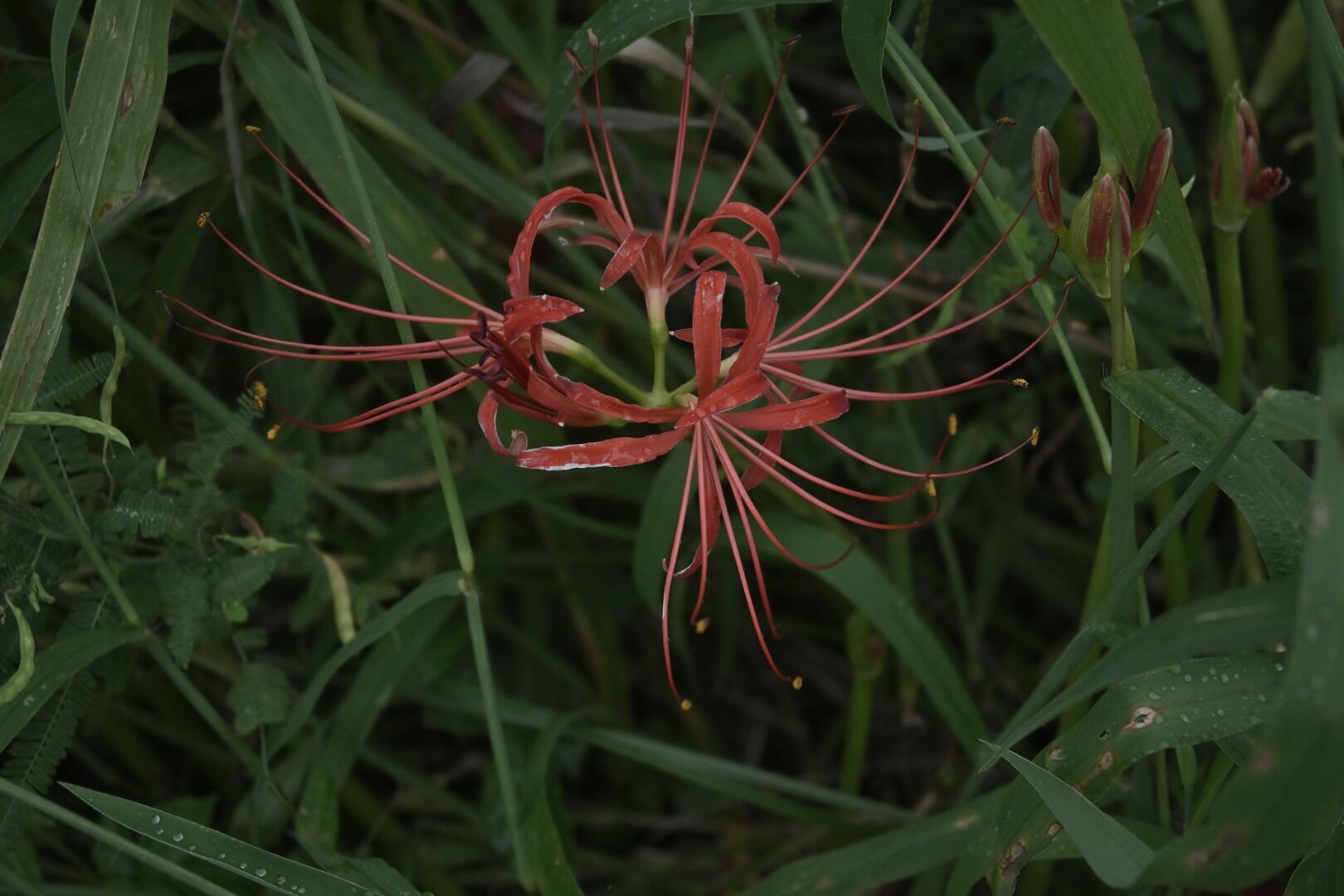 秋分 / chocoさんの井野山の活動データ | YAMAP / ヤマップ