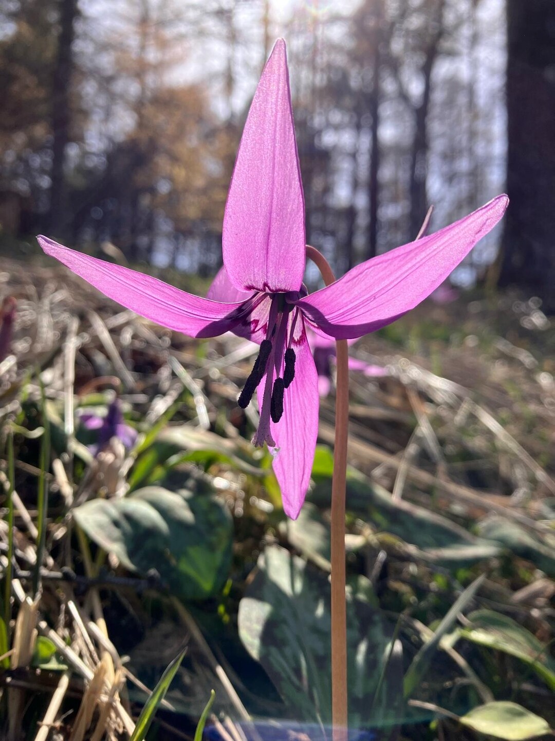 入笠山 / mockyさんの入笠山の活動データ | YAMAP / ヤマップ