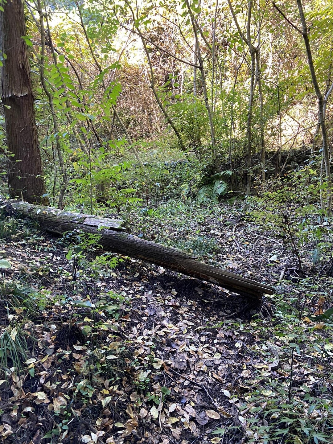 aishiさんの投稿したフィールドメモ | YAMAP / ヤマップ