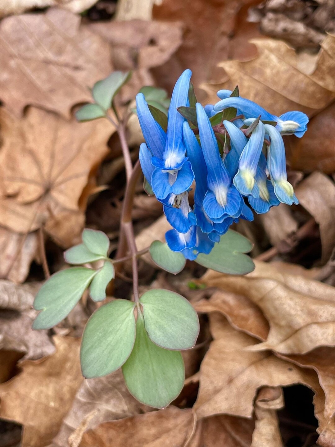 朝から曇り空☁️ こんな時は……山だな。... / TETSUさんのモーメント | YAMAP / ヤマップ