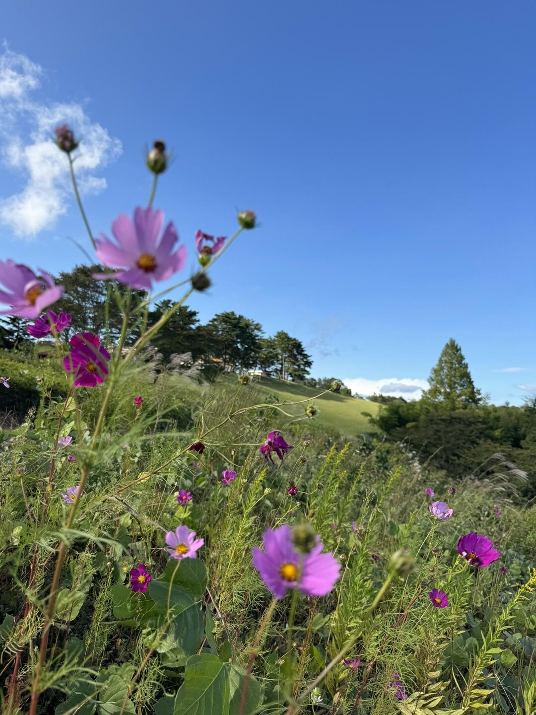 上野山 / YOKOさんの羽山の活動データ | YAMAP / ヤマップ