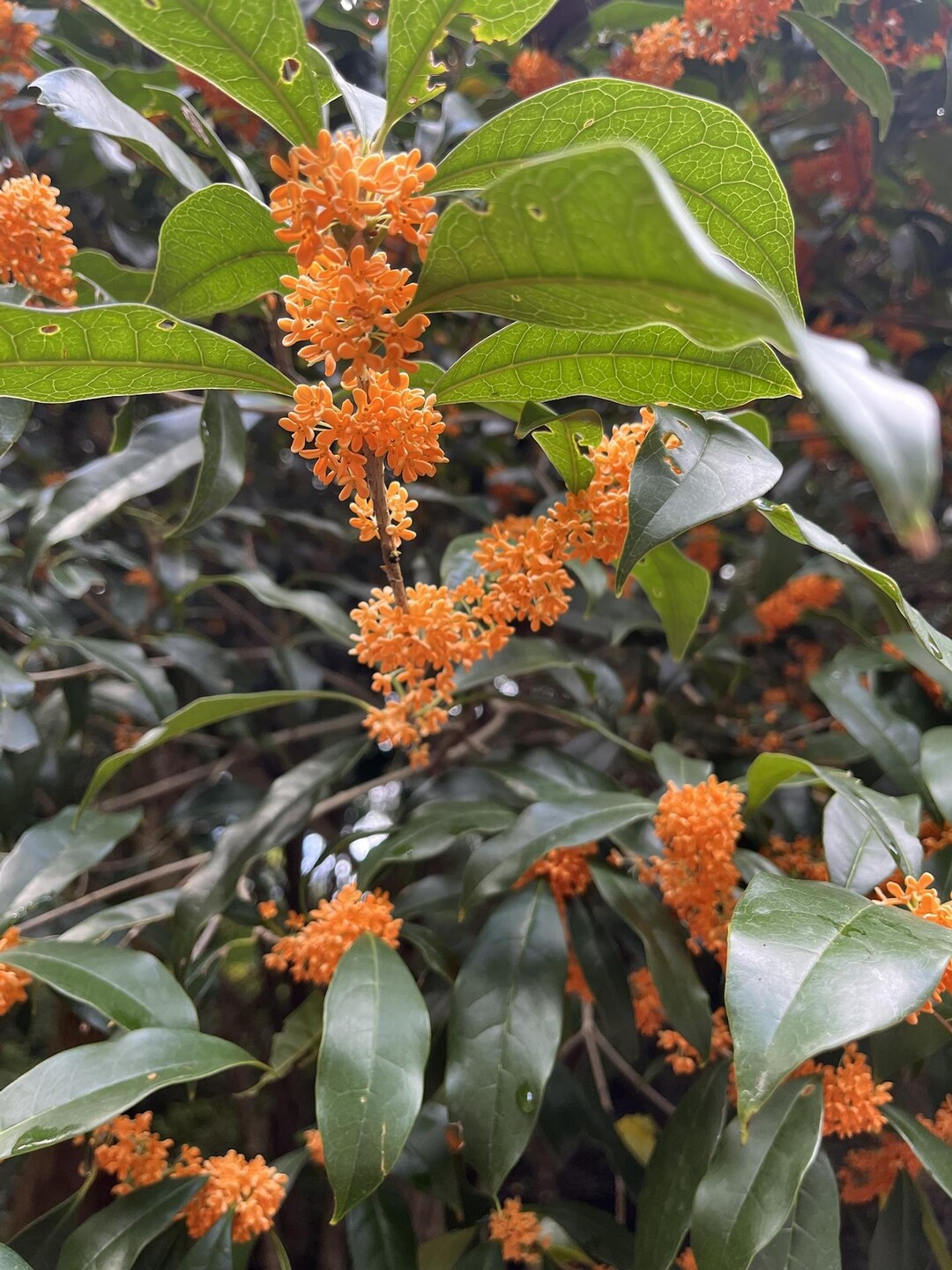 油山・妙見山・片江山 / Holovitzさんの油山・荒平山・片縄山の活動データ | YAMAP / ヤマップ