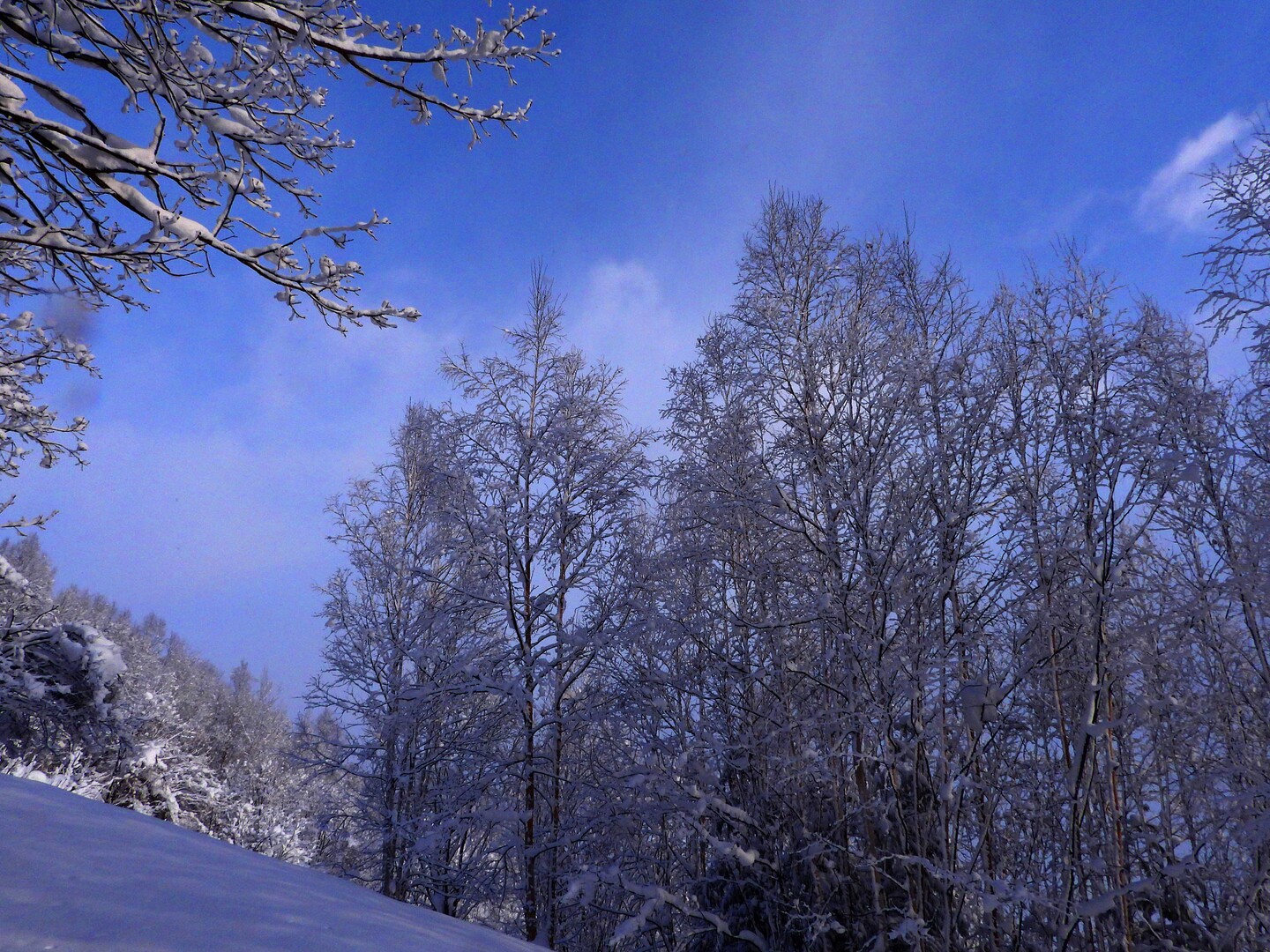 当麻山でソリ♪→弁当持ちのエゾフクロウ / pon(夫) ＆ 連れ(妻)さんの旭川市の活動データ | YAMAP / ヤマップ