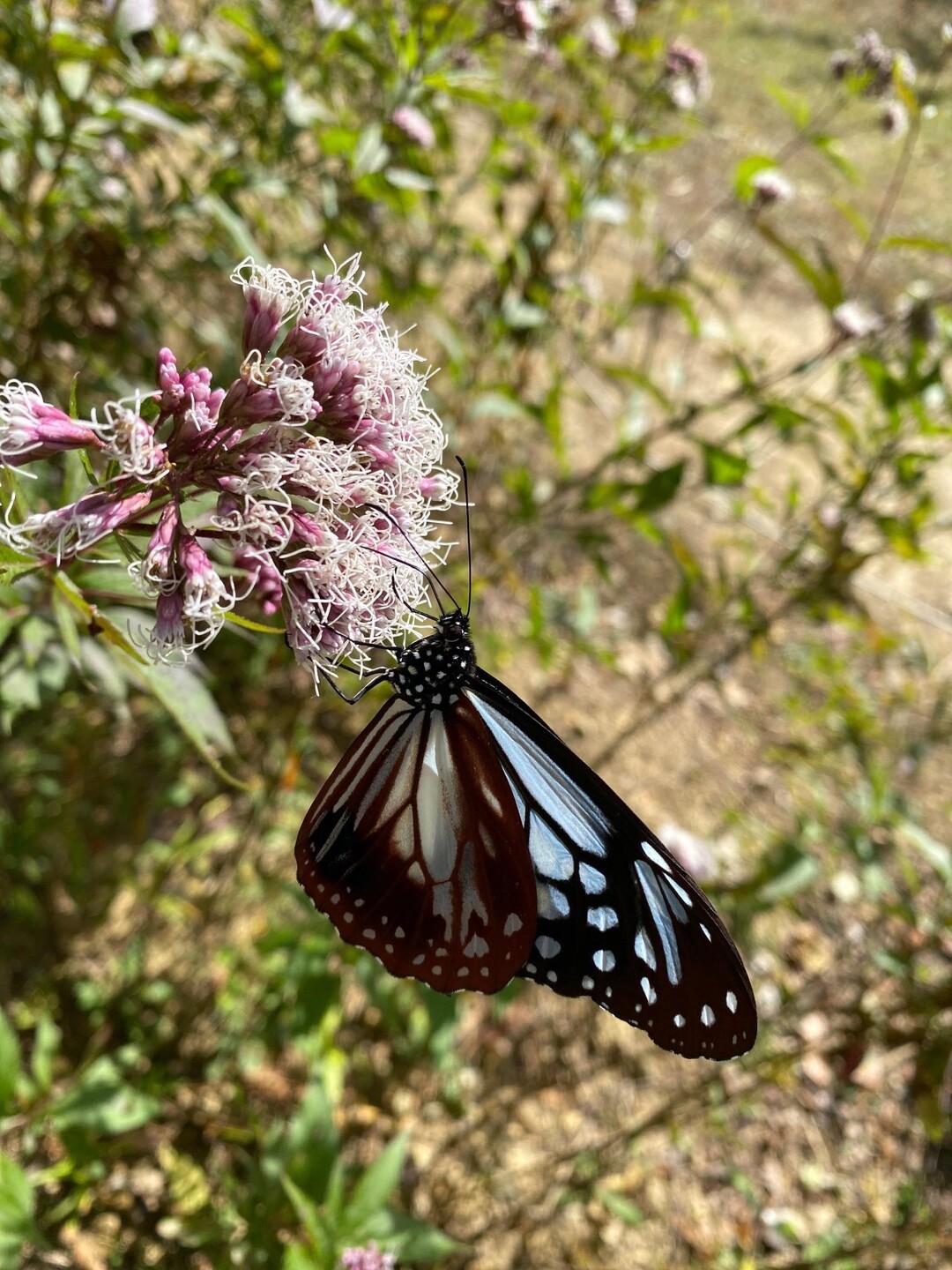 芦屋ロックガーデン 🦋アサギマダラ🦋 / tink chan さんの六甲山・長峰山・摩耶山の活動データ | YAMAP / ヤマップ