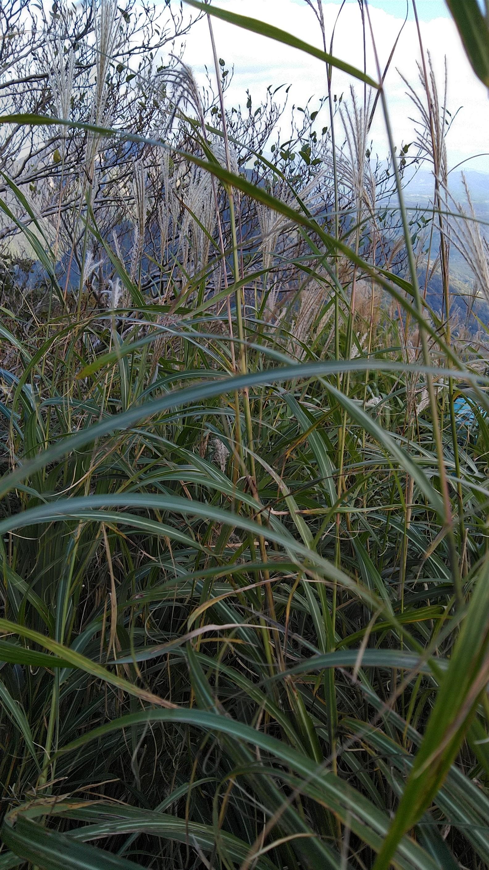 Thath bush🌾 aso🌋 Hinoo Pass🌄 / obrさんの阿蘇山・高岳・根子岳の活動データ | YAMAP / ヤマップ