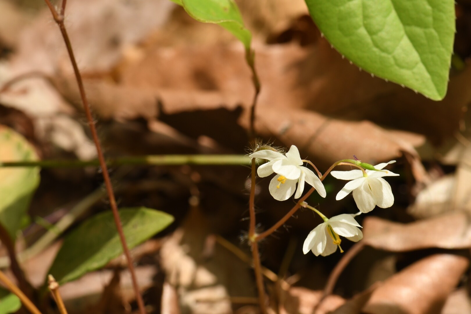 八王子小宮公園 22.04.13 じっ... / TAKKUNさんのモーメント | YAMAP / ヤマップ
