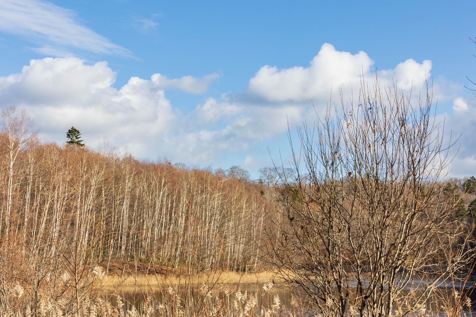 野幌森林公園-2024-11-23 / takeさんの野幌森林公園の活動データ | YAMAP / ヤマップ