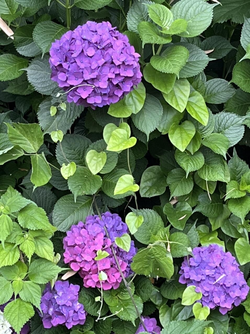 綺麗な紫陽花😌🌺色々な色で鮮やかで綺... / お地蔵さんさんのモーメント | YAMAP / ヤマップ