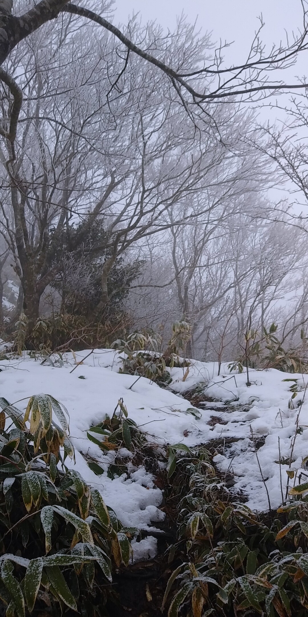 十種ヶ峰 / shigeyoさんの十種ヶ峰の活動データ | YAMAP / ヤマップ