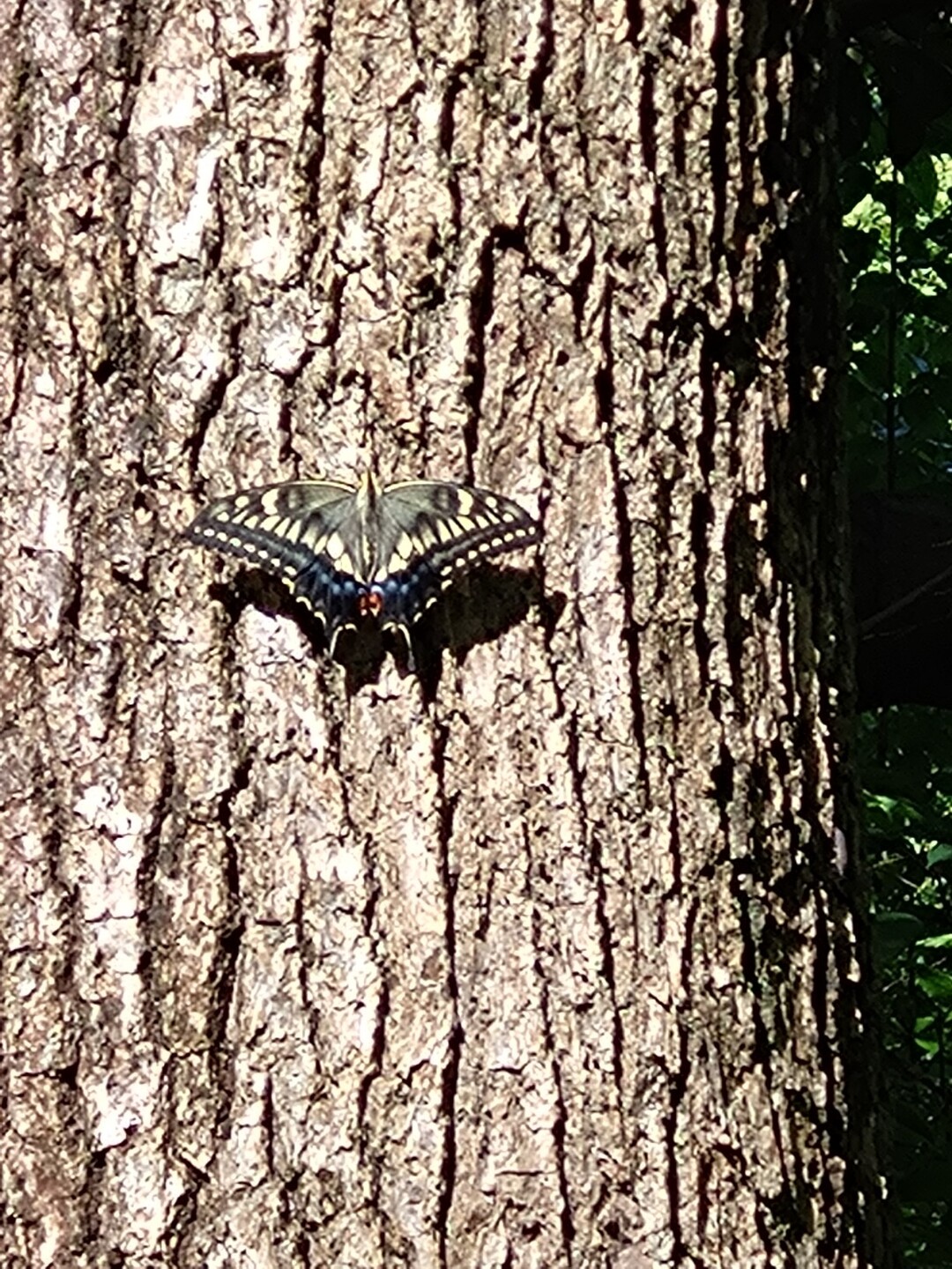 須磨名水の森から栂尾山 / kinu235（きぬ）さんの六甲山・長峰山・摩耶山の活動データ | YAMAP / ヤマップ
