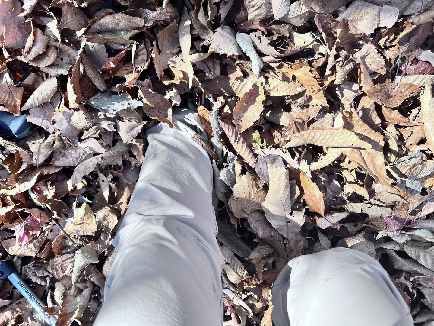 三峰山（後閑峰） 落ち葉🍂ラッセル〜 / 29sukiさんの三峰山の活動データ | YAMAP / ヤマップ