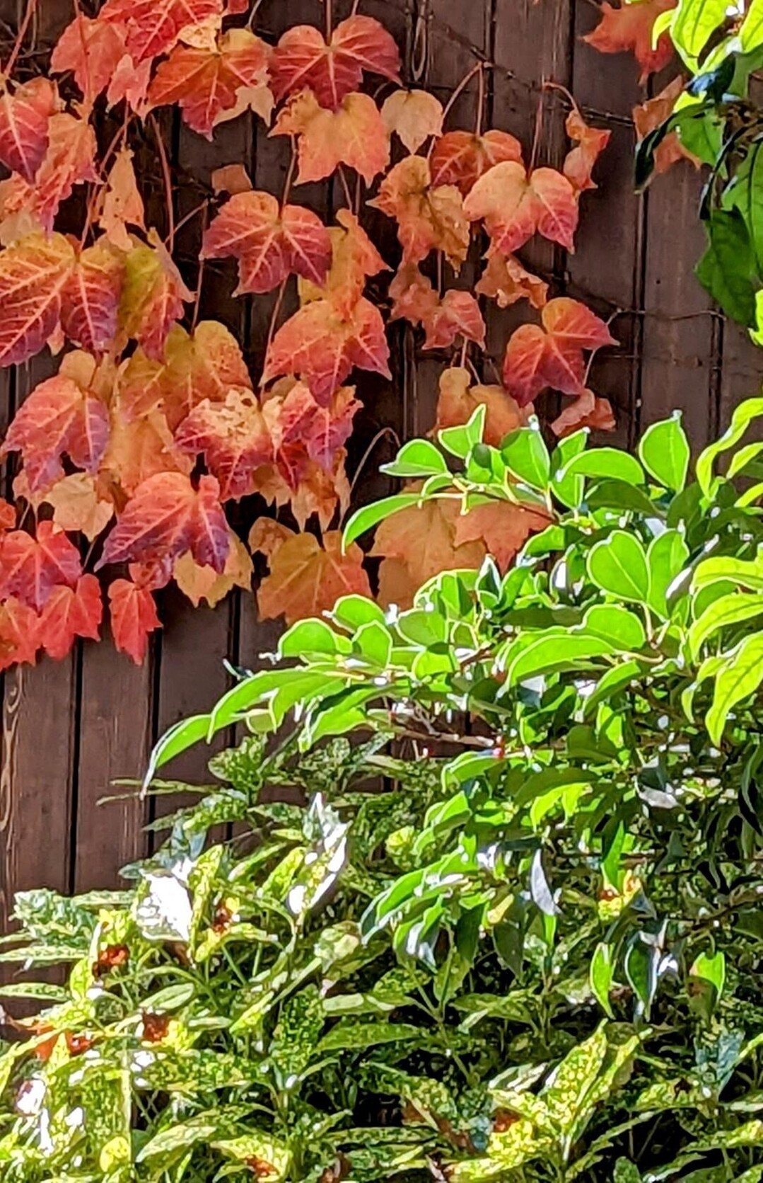 朝日の中の我が家の秋🍂 ⛰へ行かない日... / Soraさんのモーメント | YAMAP / ヤマップ