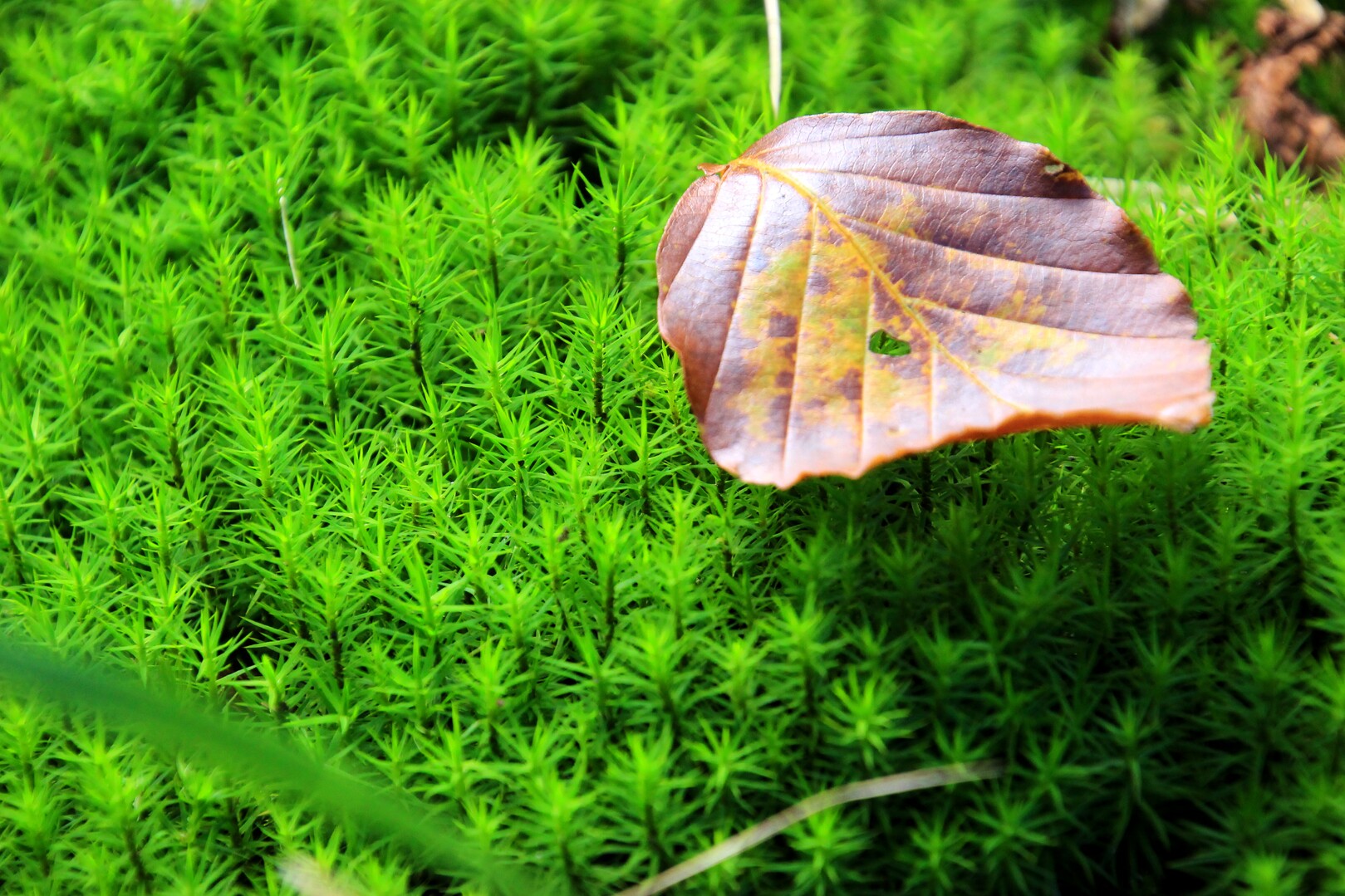 能郷白山 / サカイカズヤさんの能郷白山の活動データ | YAMAP / ヤマップ