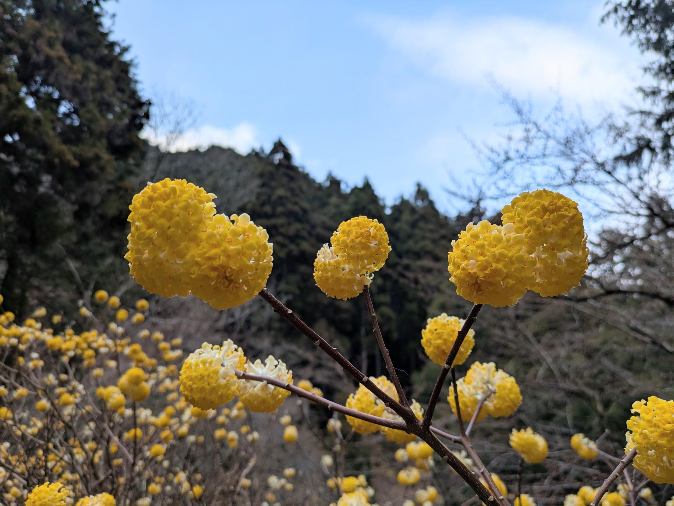 大山三峰山から不動尻 / ashさんの大山の活動データ | YAMAP / ヤマップ