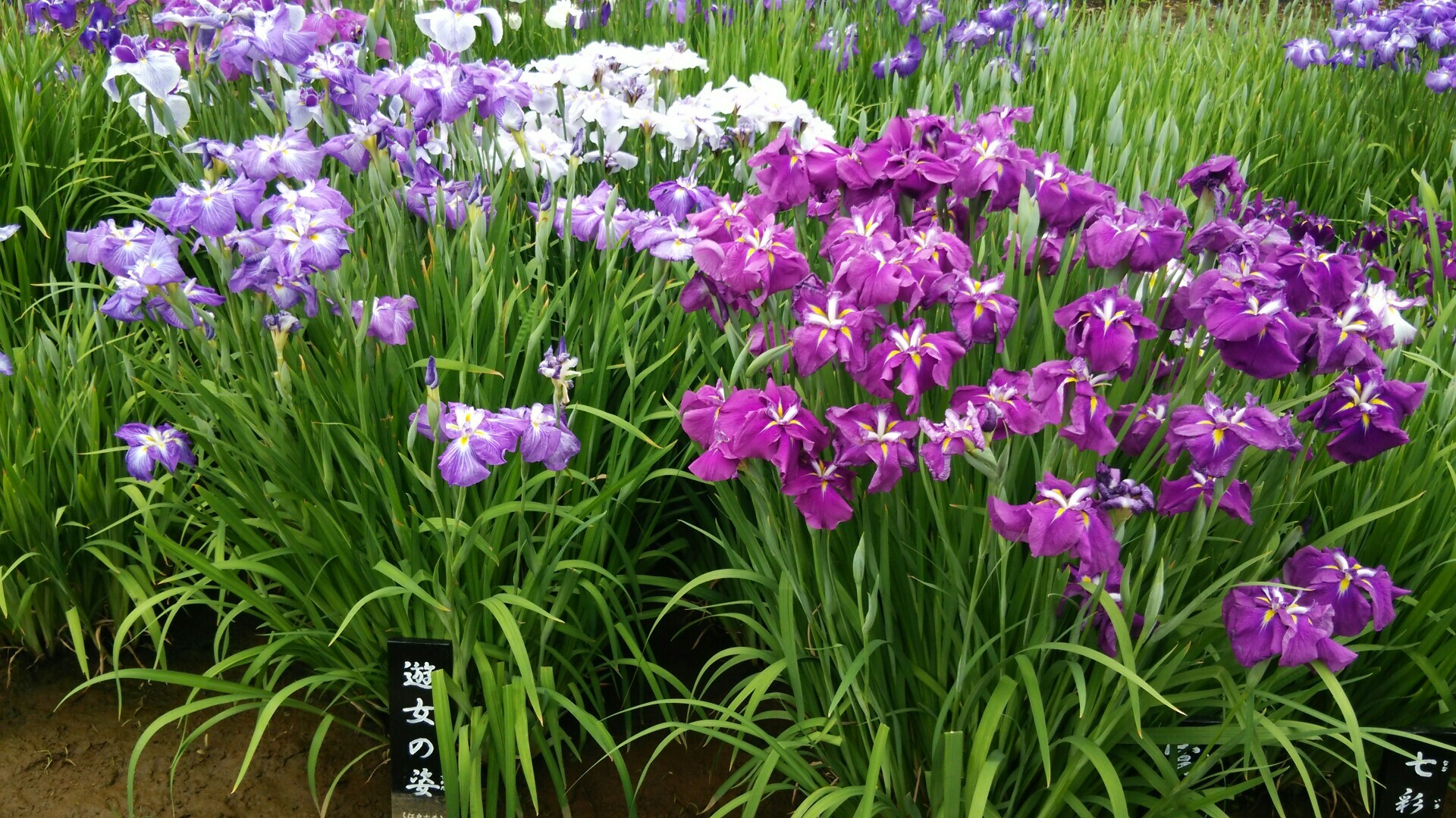 堀切駅から北綾瀬駅（しょうぶ） / Jackさんの東京都23区 東エリアの活動データ | YAMAP / ヤマップ