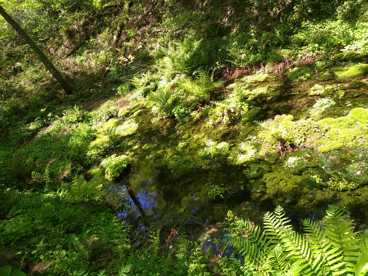 箱屋谷山 / koniさんの医王山・白兀山・箱屋谷山の活動データ | YAMAP / ヤマップ