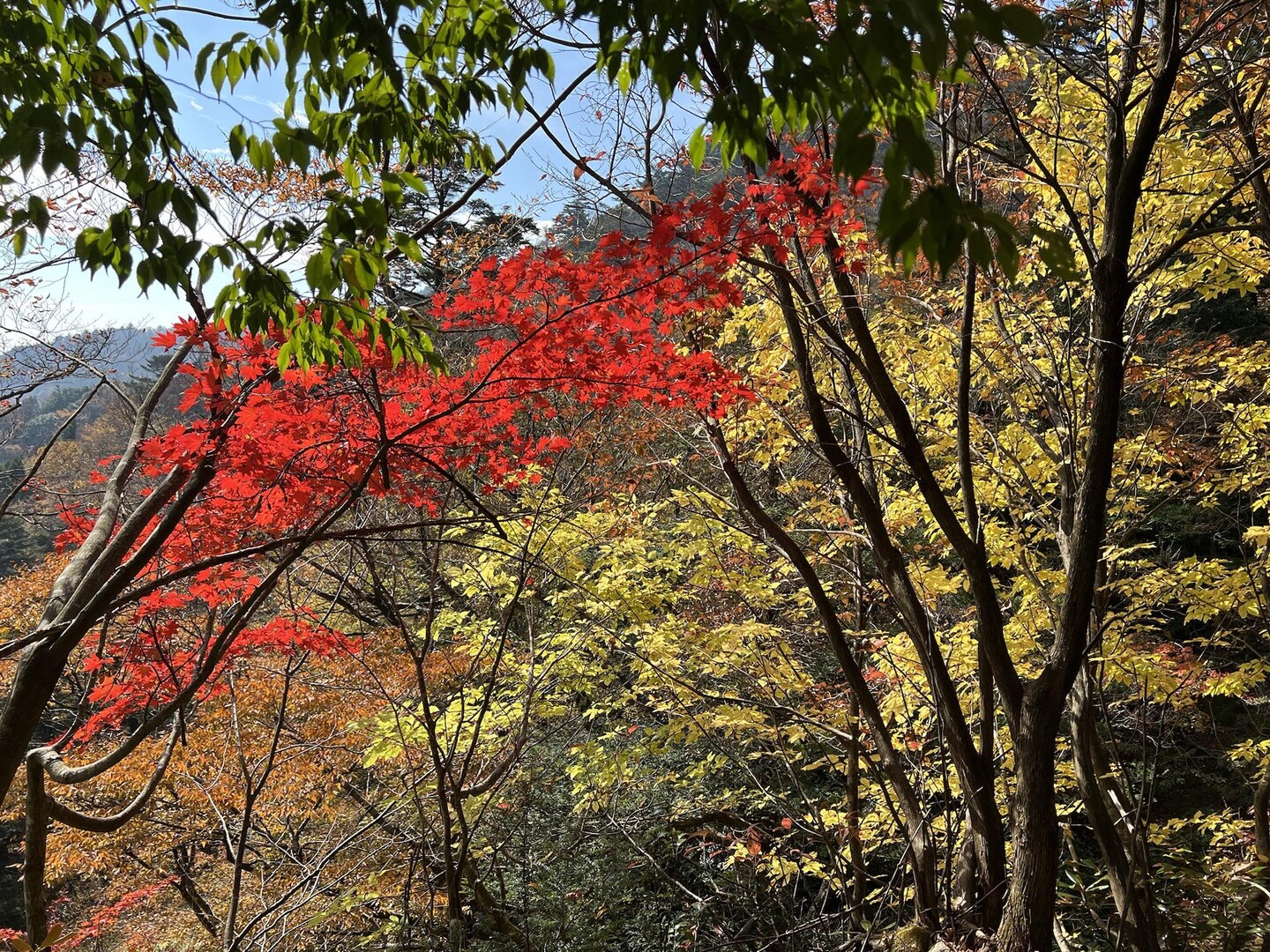 探し物は何ですか？ / おっPさんの英彦山の活動データ | YAMAP / ヤマップ