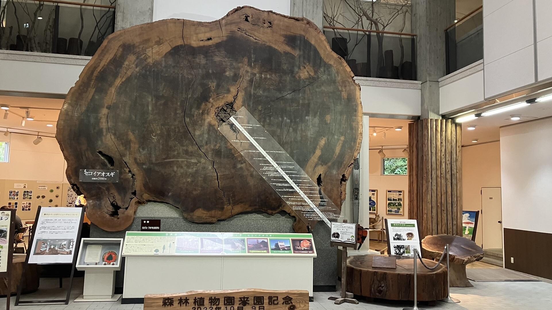 新神戸～森林植物園（iPhone SE (第3世代) / 中条（ナカジョウ）さんの六甲山・長峰山・摩耶山の活動データ | YAMAP / ヤマップ