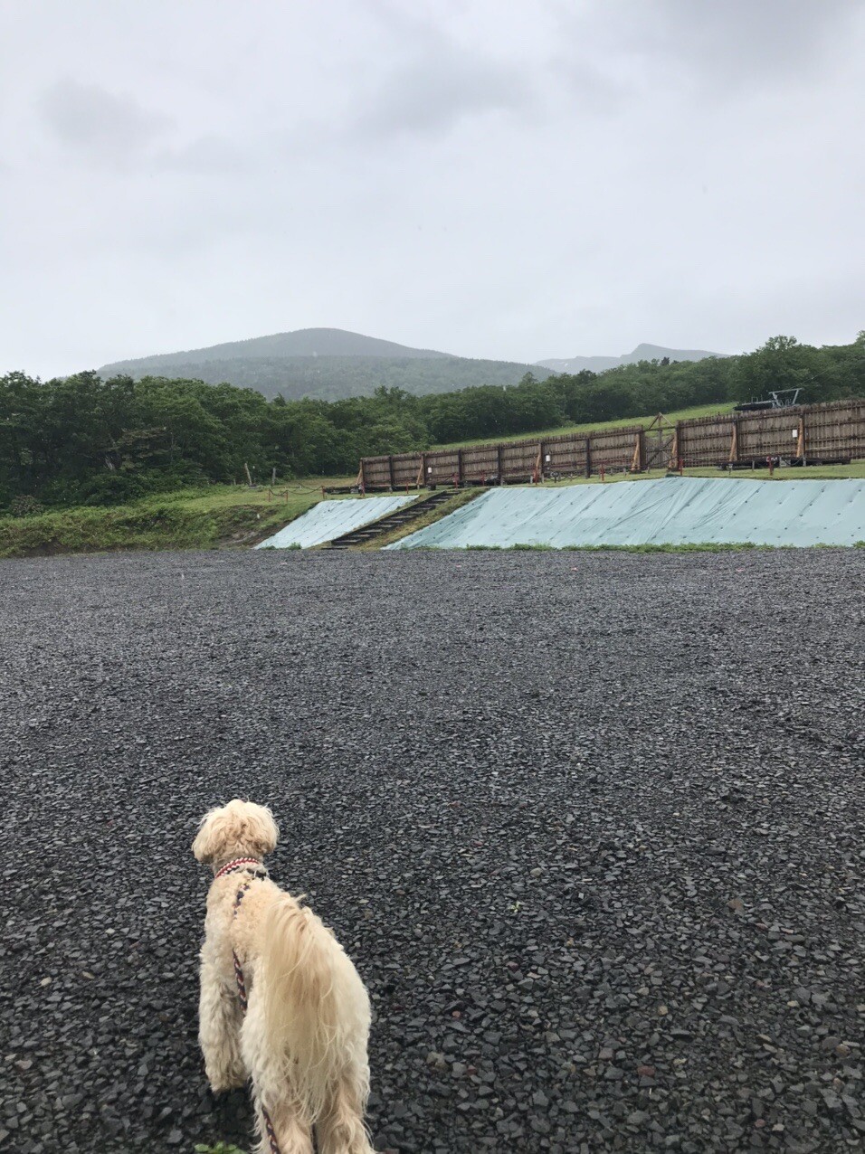 昨日はエコーラインで雲の上に出るも、雨が... / AL_Maxさんのモーメント | YAMAP / ヤマップ
