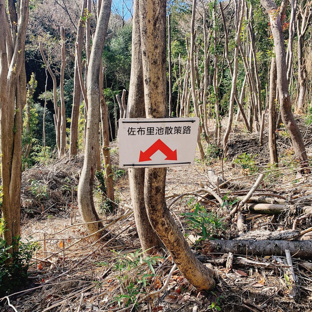 佐布里池散策路ゆっくりさんぽ🚶 梅まつ... / ポムさんのモーメント | YAMAP / ヤマップ