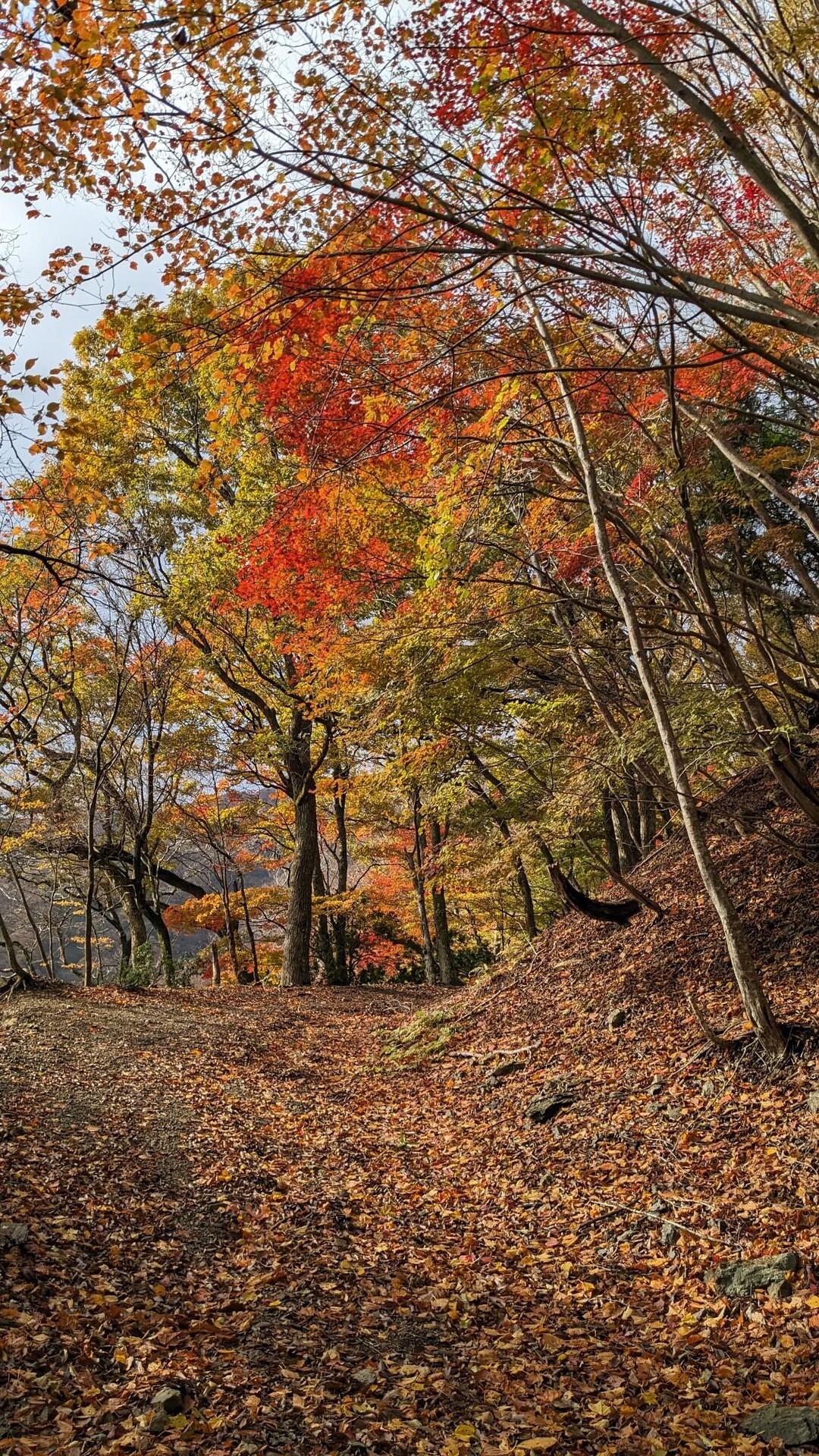 北尾根P826峰・小倉山・養老山・三方山 / かぴぱらさんの養老山・笙ヶ岳・三方山の活動データ | YAMAP / ヤマップ
