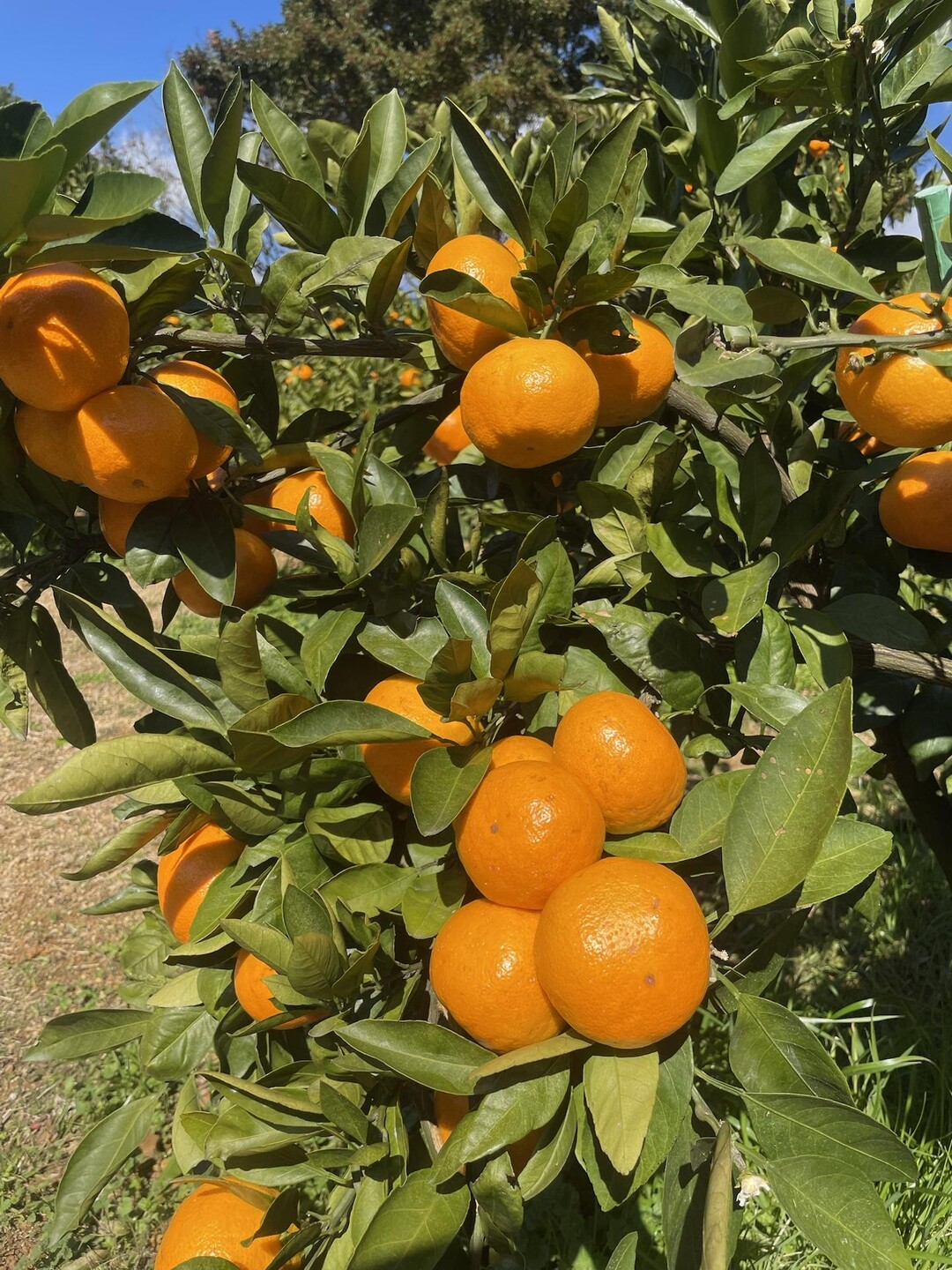 みかん狩り🍊サイクリング🚲⛰️⛩ / ☆taemon☆さんの眉山の活動データ | YAMAP / ヤマップ