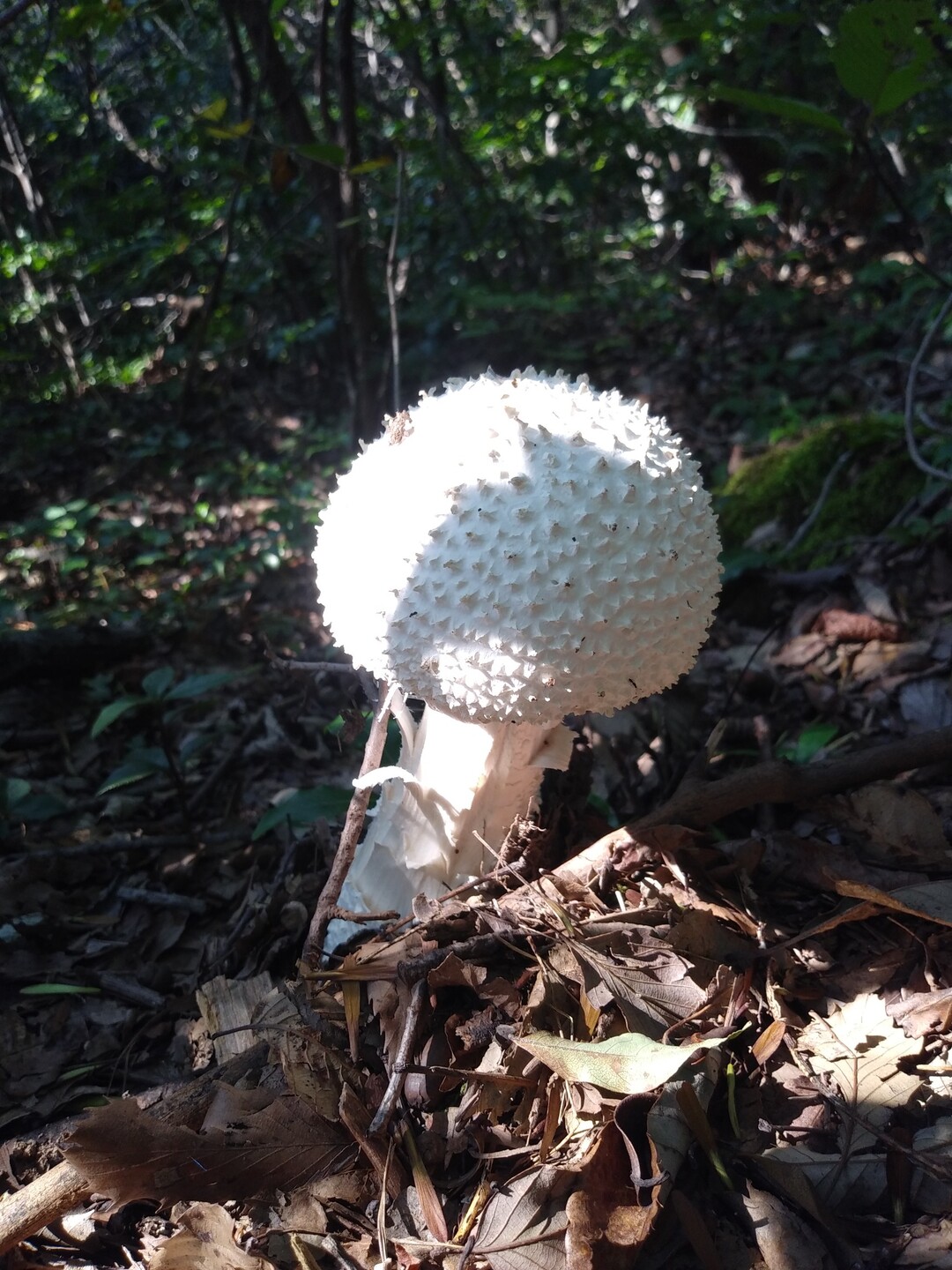 360度パノラマが魅力・三峰山 / みきてぃさんの各務原アルプス・八木三山の活動データ | YAMAP / ヤマップ