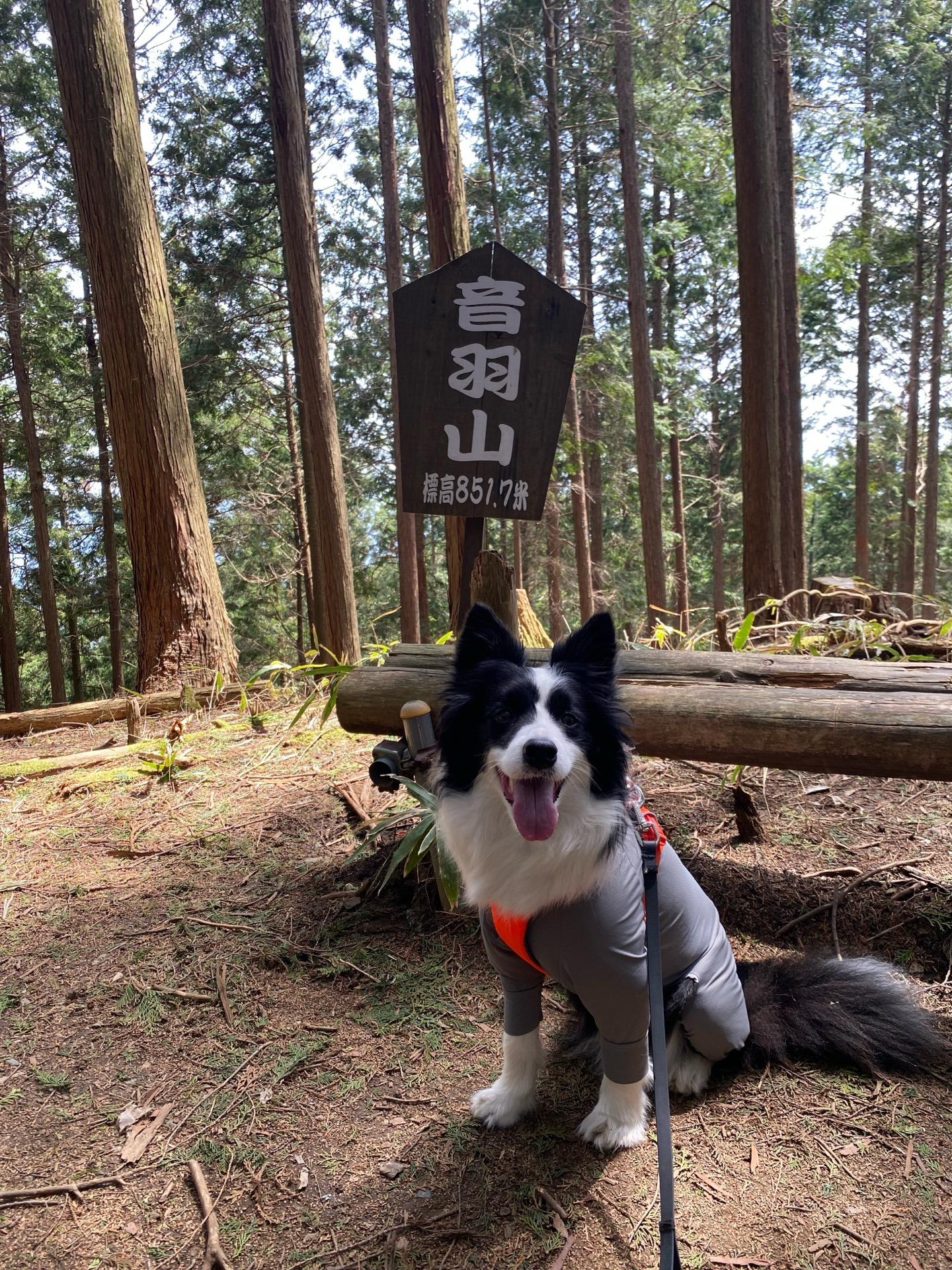 音羽山・経ヶ塚山・熊ヶ岳 trek the dog / tetsuyasammyさんの音羽山・竜門岳（龍門岳）・熊ヶ岳の活動データ ...