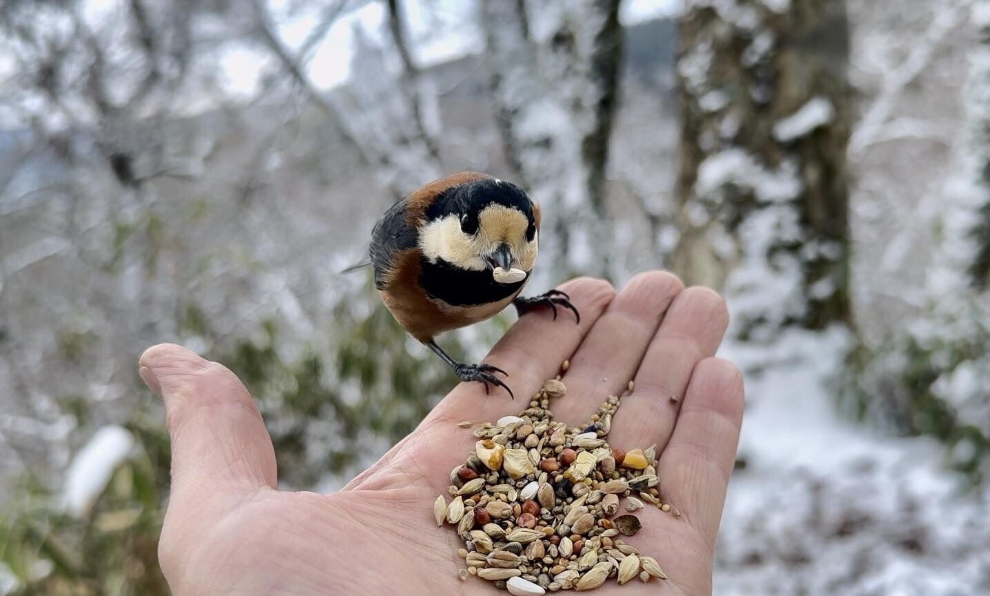 金剛山121 大阪遠征2日目 / Kouさんの金剛山・二上山・大和葛城山の活動データ | YAMAP / ヤマップ