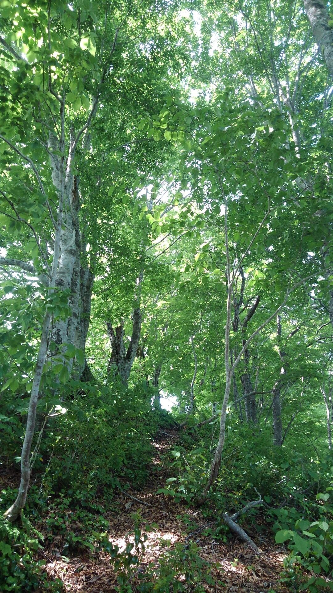 鷲が倉山 / gk-cnさんの蒲生岳の活動データ | YAMAP / ヤマップ