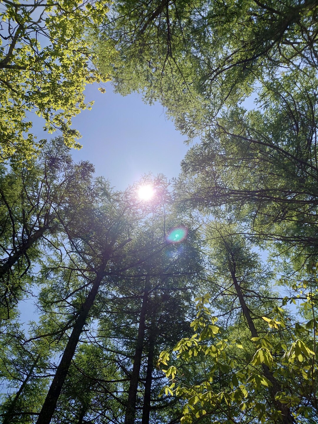 守屋山東峰・守屋山中嶽・守屋山 360度のパノラマと煙が2本 / 阿久里さんの守屋山の活動データ | YAMAP / ヤマップ