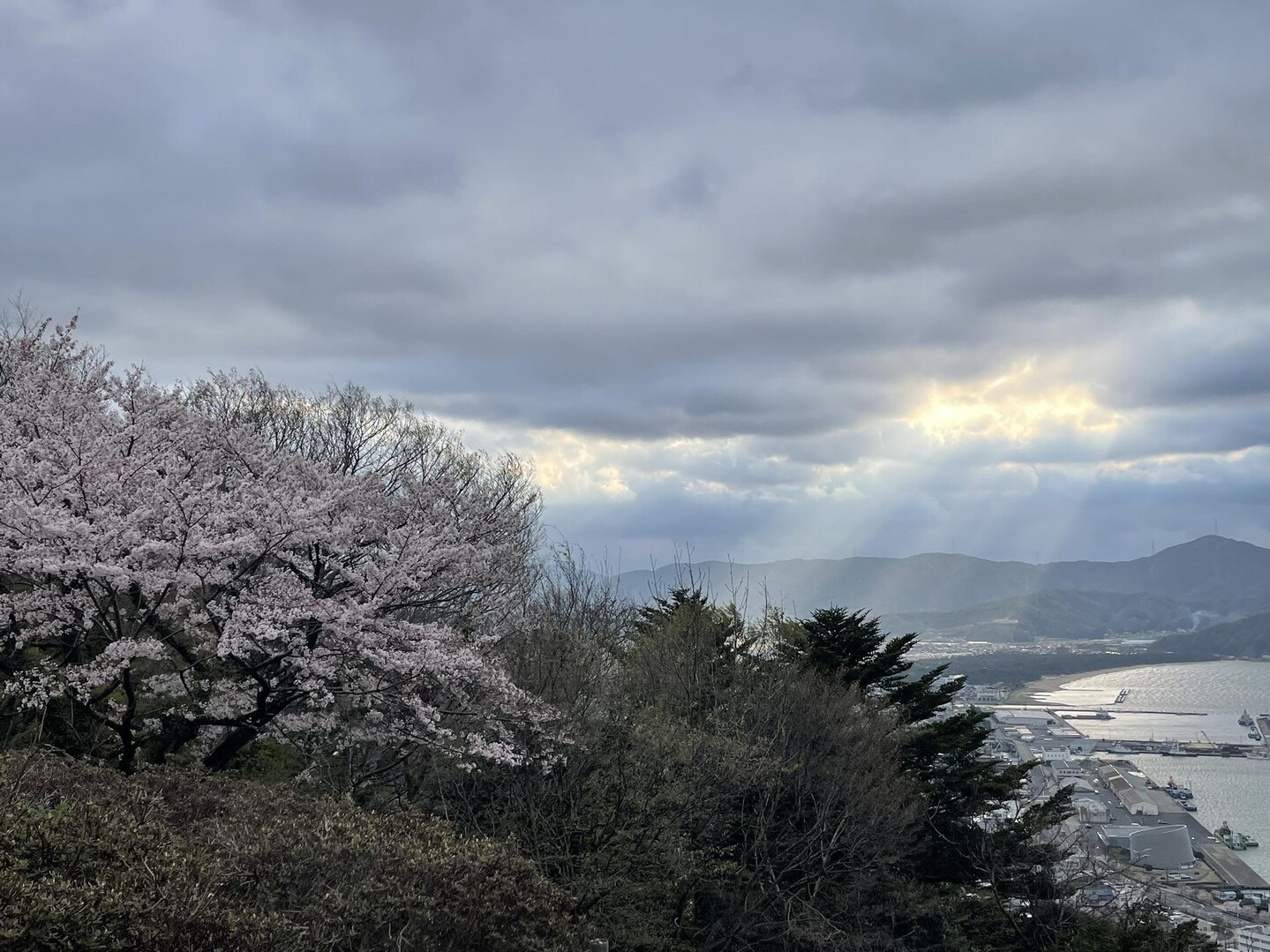さくら🌸散る。。天筒山 / miniさんの天筒山・中池見湿地の活動データ | YAMAP / ヤマップ