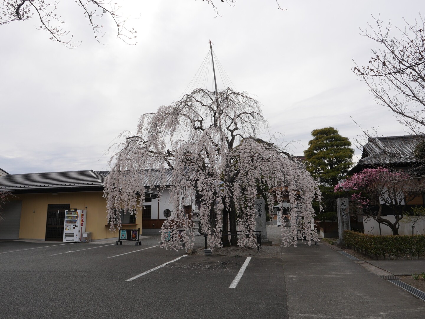 妙泉寺に桜を見に行きました。 周りのソメ... / syorinさんのモーメント | YAMAP / ヤマップ